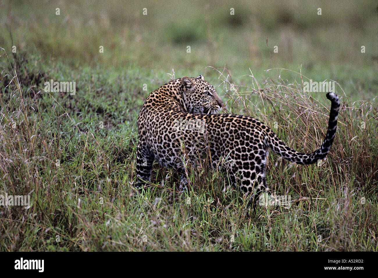 Adolescent leopard hi-res stock photography and images - Alamy