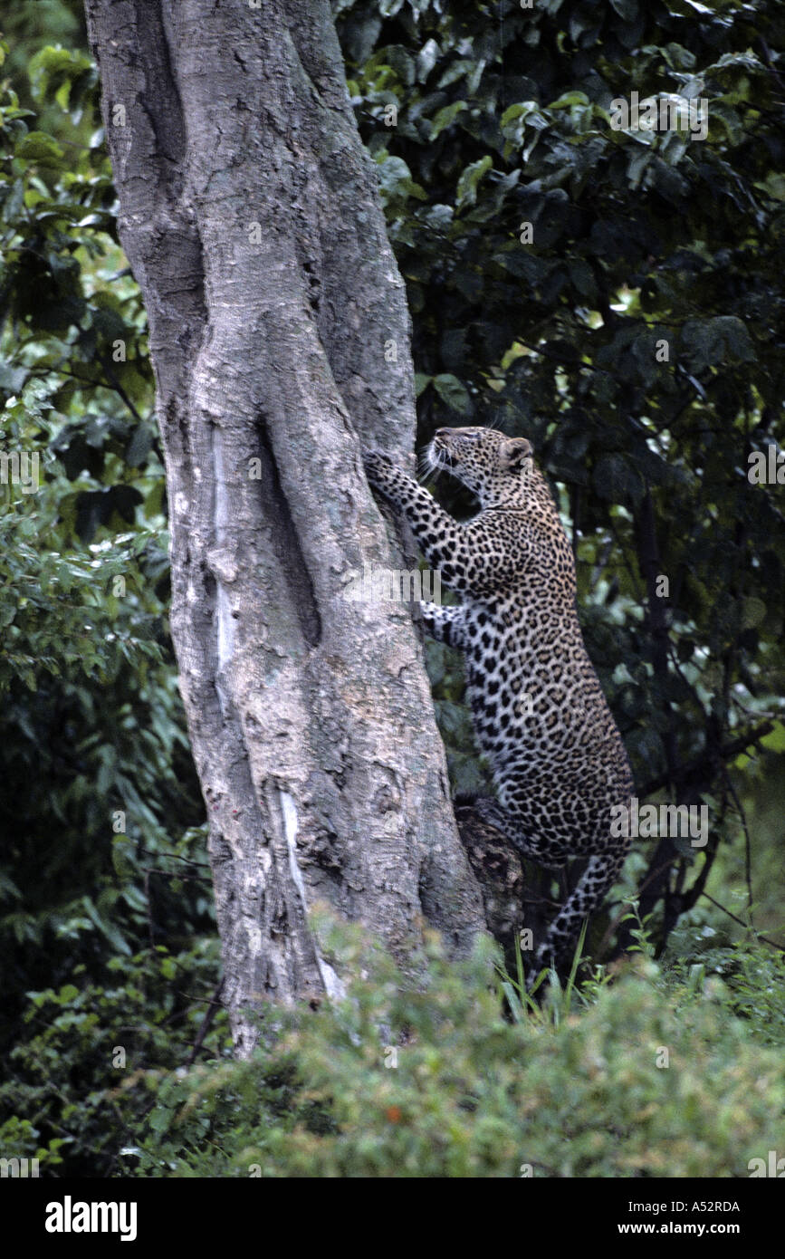 Male leopard climbing in tree hi-res stock photography and images - Alamy