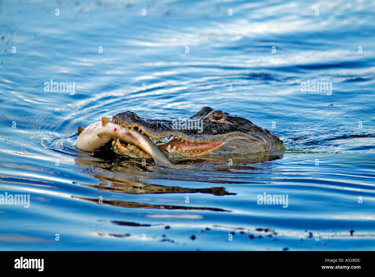 Alligator everglades eating hi-res stock photography and images - Alamy