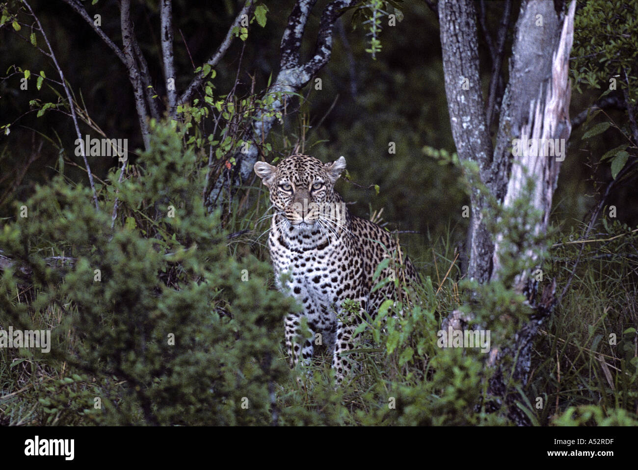 Adolescent leopard hi-res stock photography and images - Alamy
