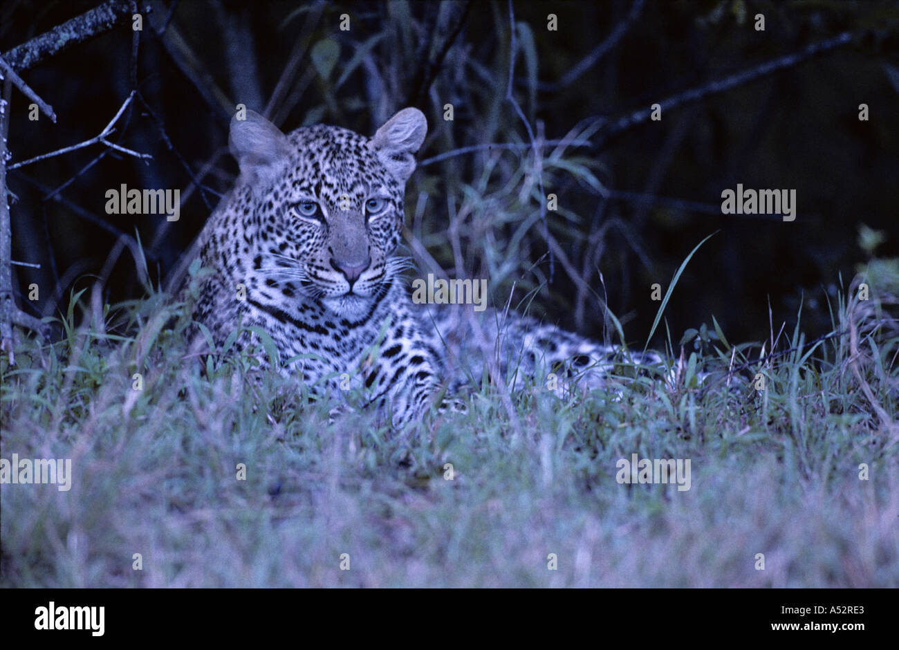 Adolescent leopard hi-res stock photography and images - Alamy