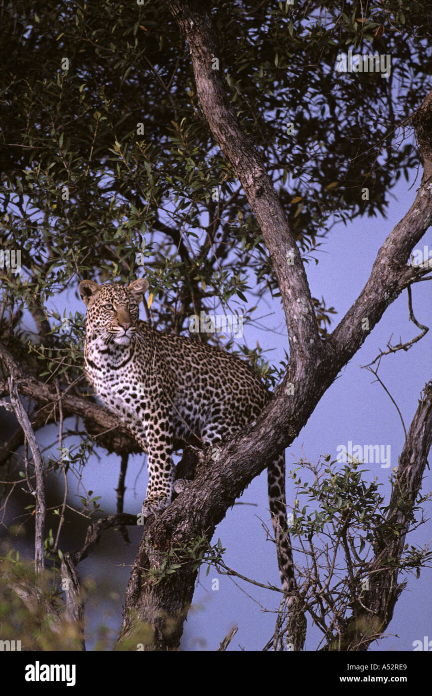 Adolescent leopard hi-res stock photography and images - Alamy