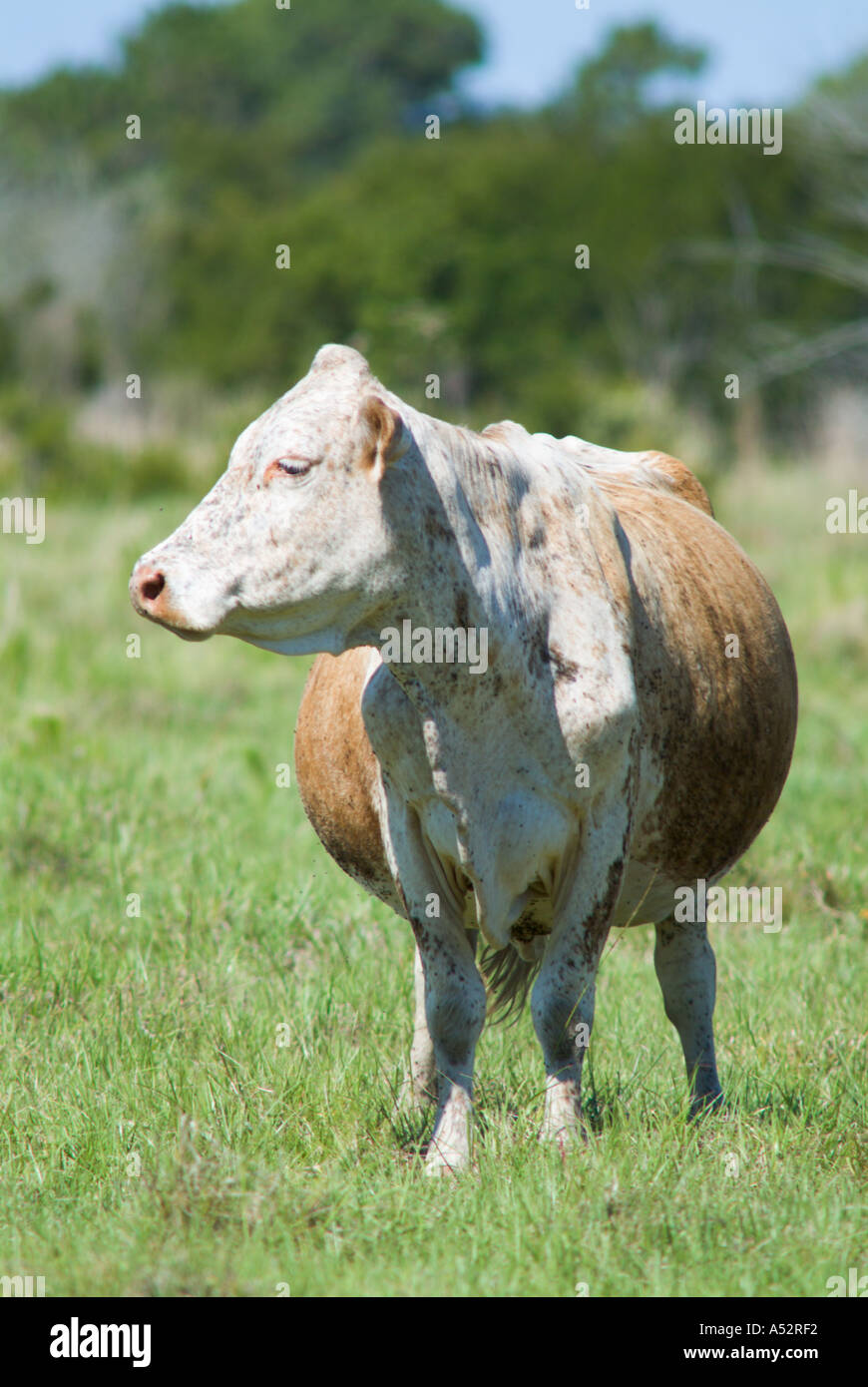 beef cattle farming ranching cow cows agriculture Stock Photo - Alamy
