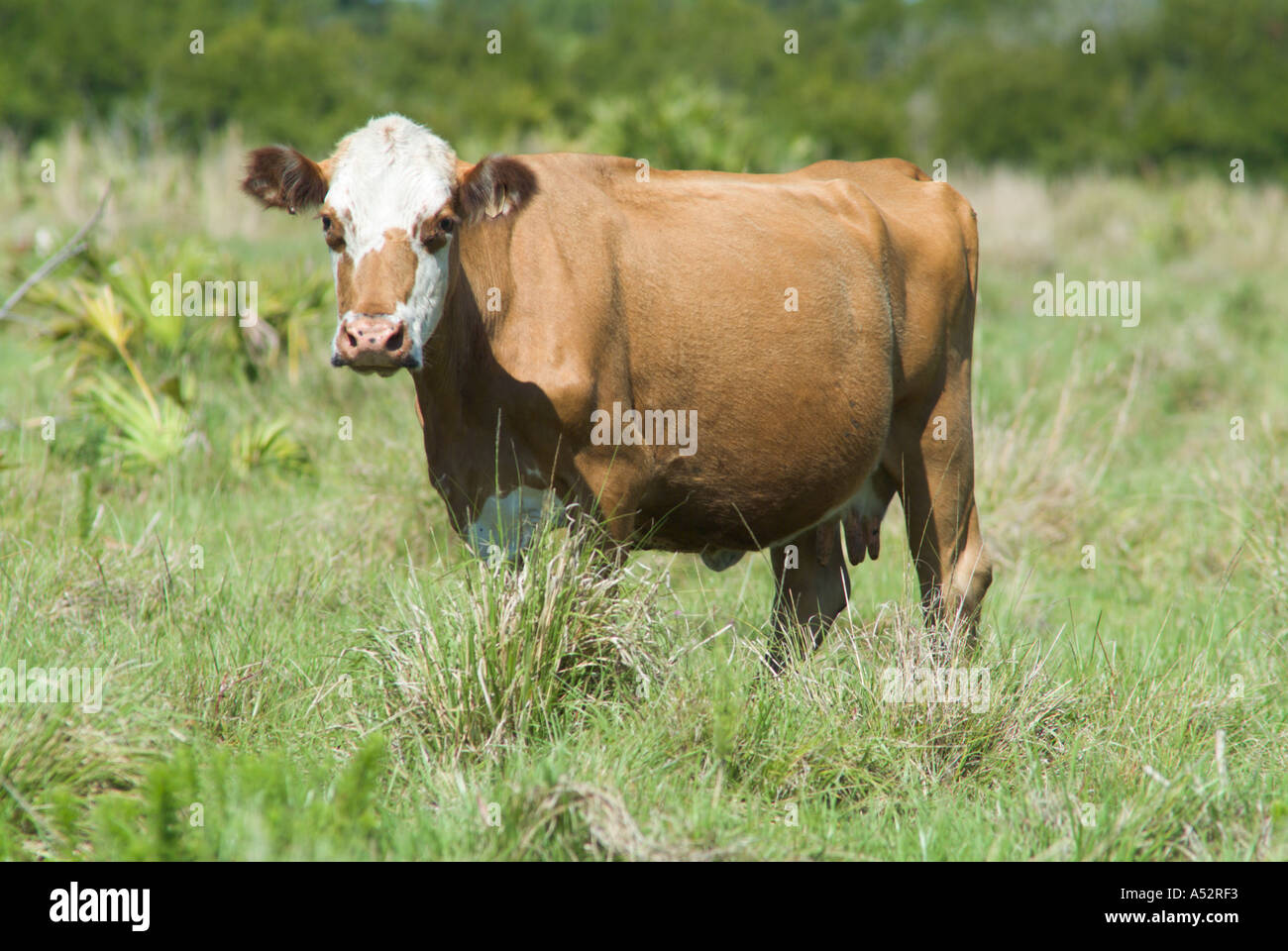 beef cattle farming ranching cow cows agriculture Stock Photo - Alamy