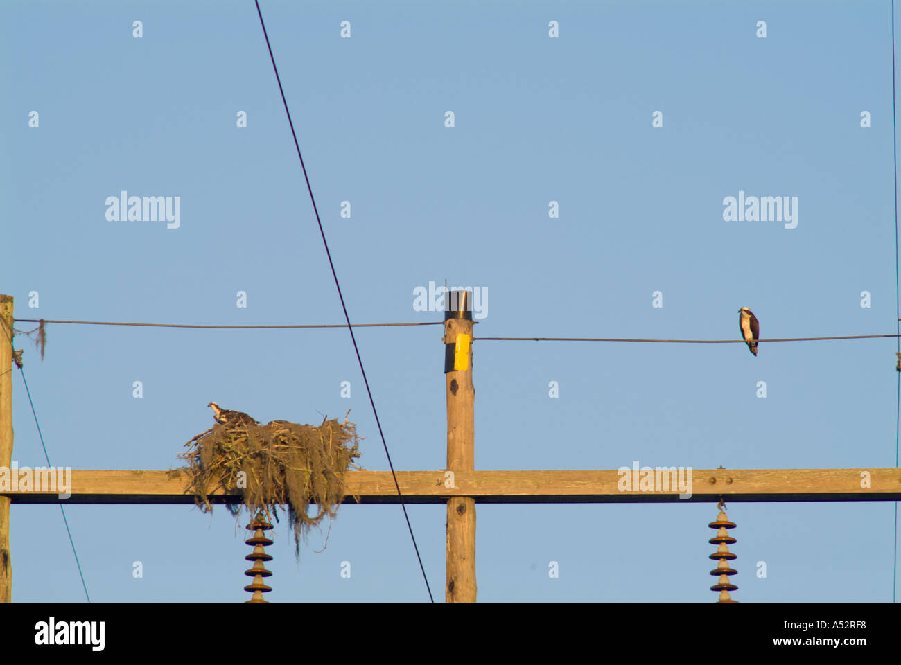 Man with animals hi-res stock photography and images - Alamy