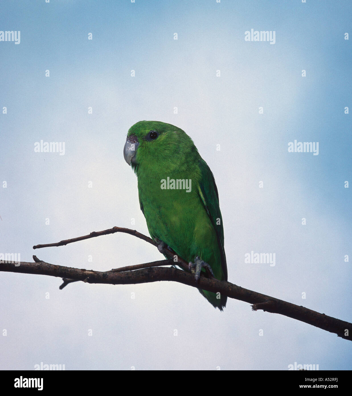 Rumped parrot hi-res stock photography and images - Alamy