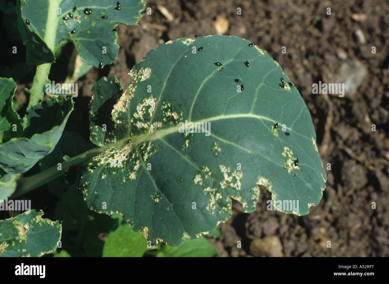 Flea beetle Phyllotreta spp adults damage to a young brussel sprout ...