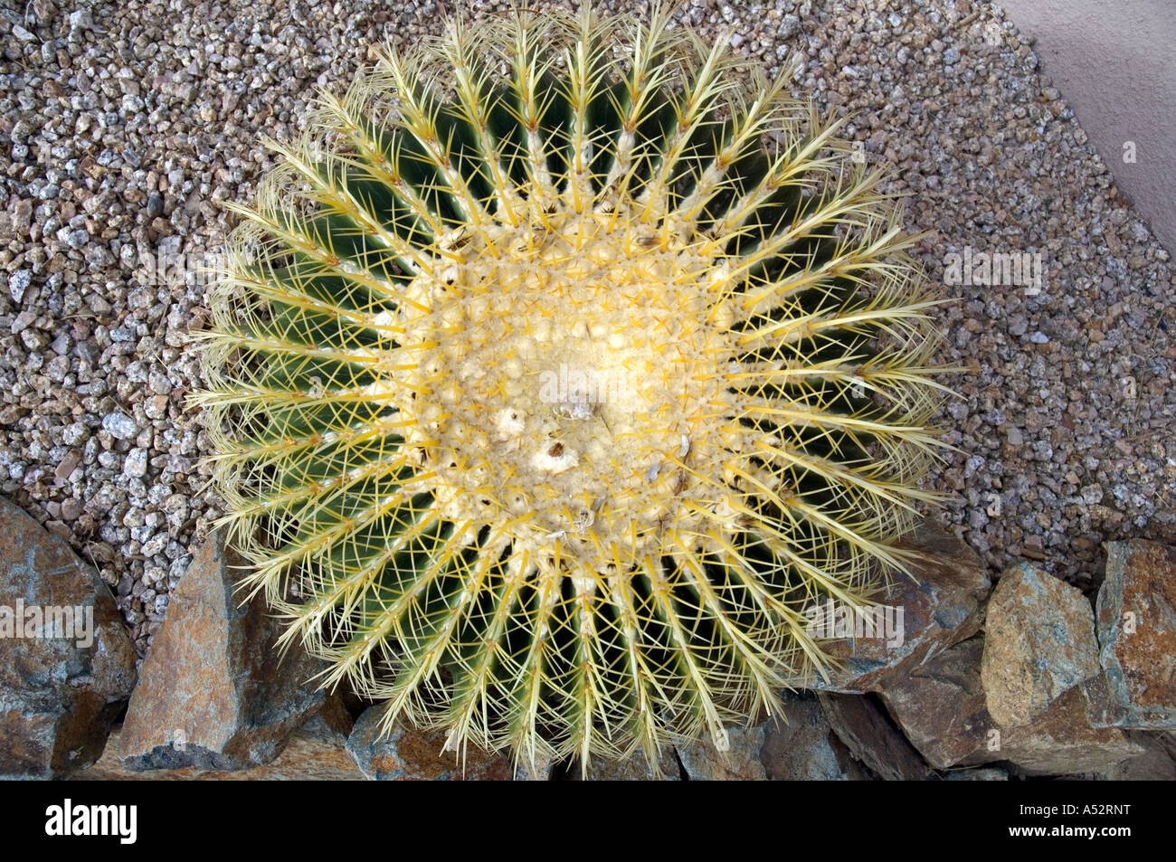 Top-down view of a barrel cactus in a pretty desert garden setting ...