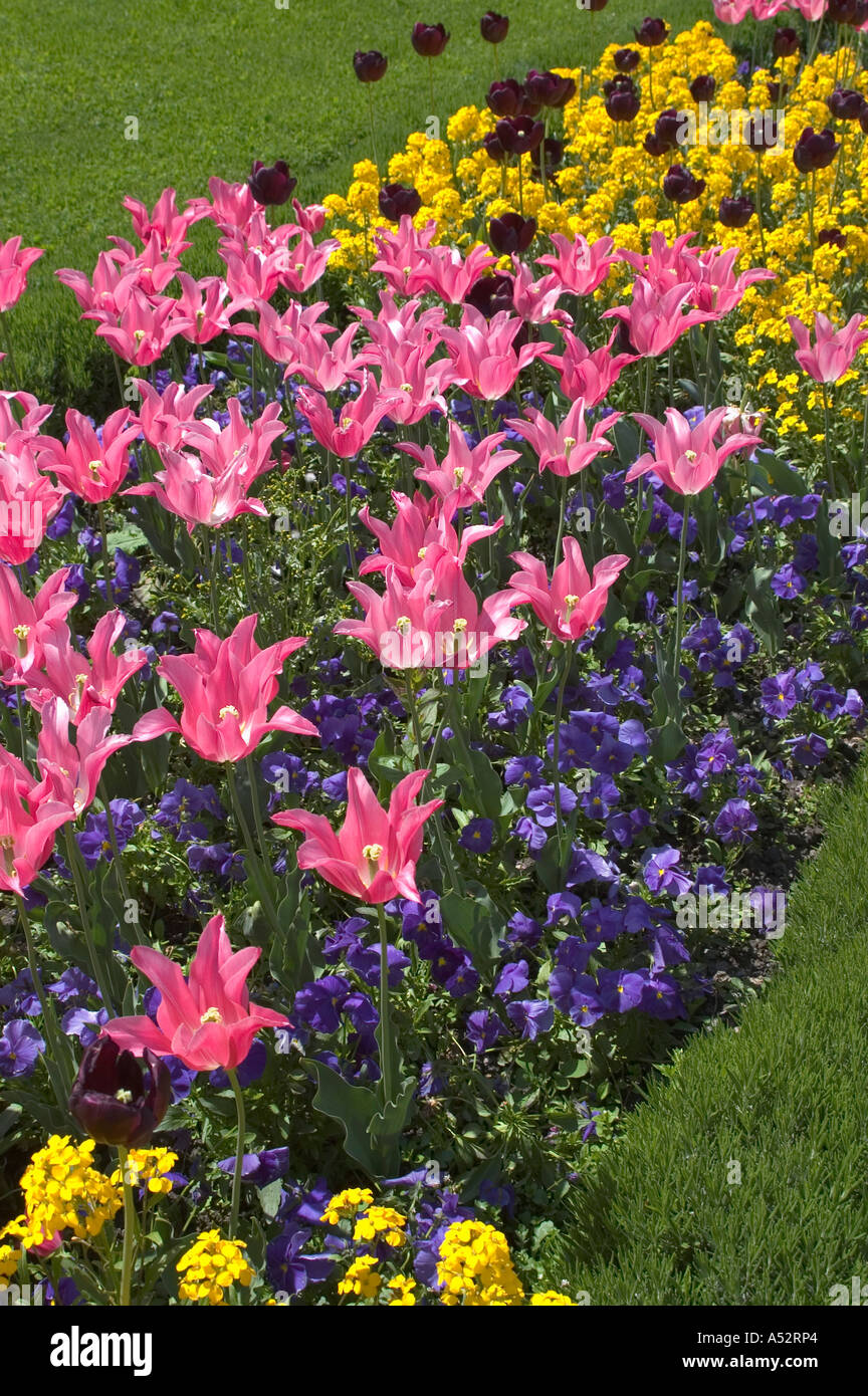 Flower field in springtime with tulips and spring flowers Stock Photo ...
