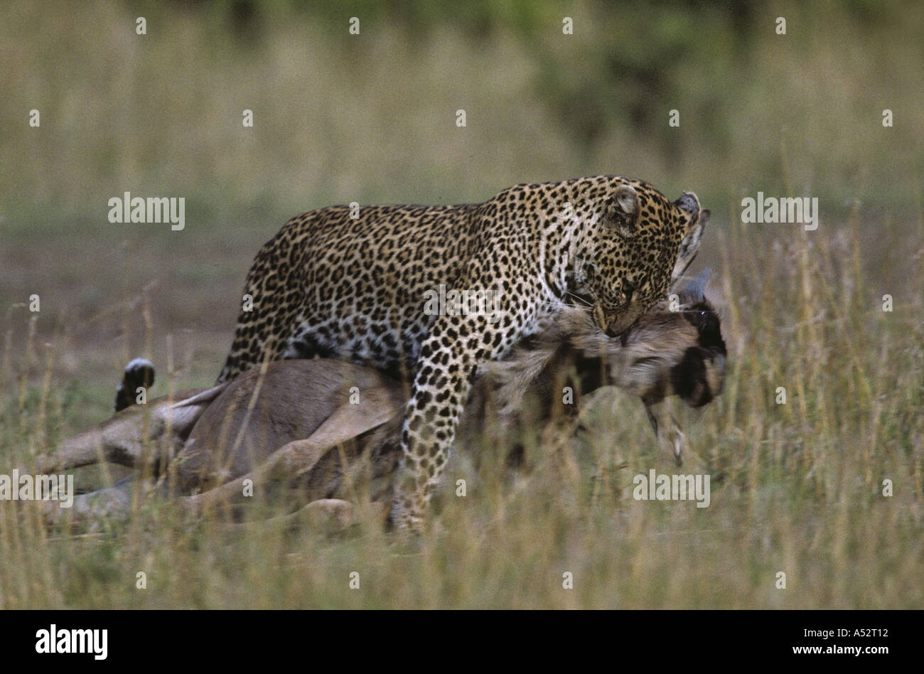 Kenya Masai Mara Game Reserve Adult Female Leopard Panthera pardus ...