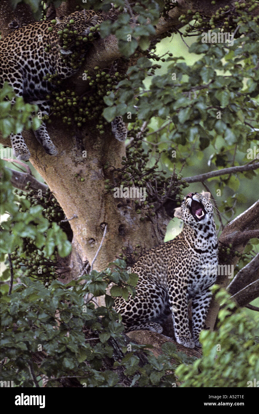 Adolescent leopard hi-res stock photography and images - Alamy