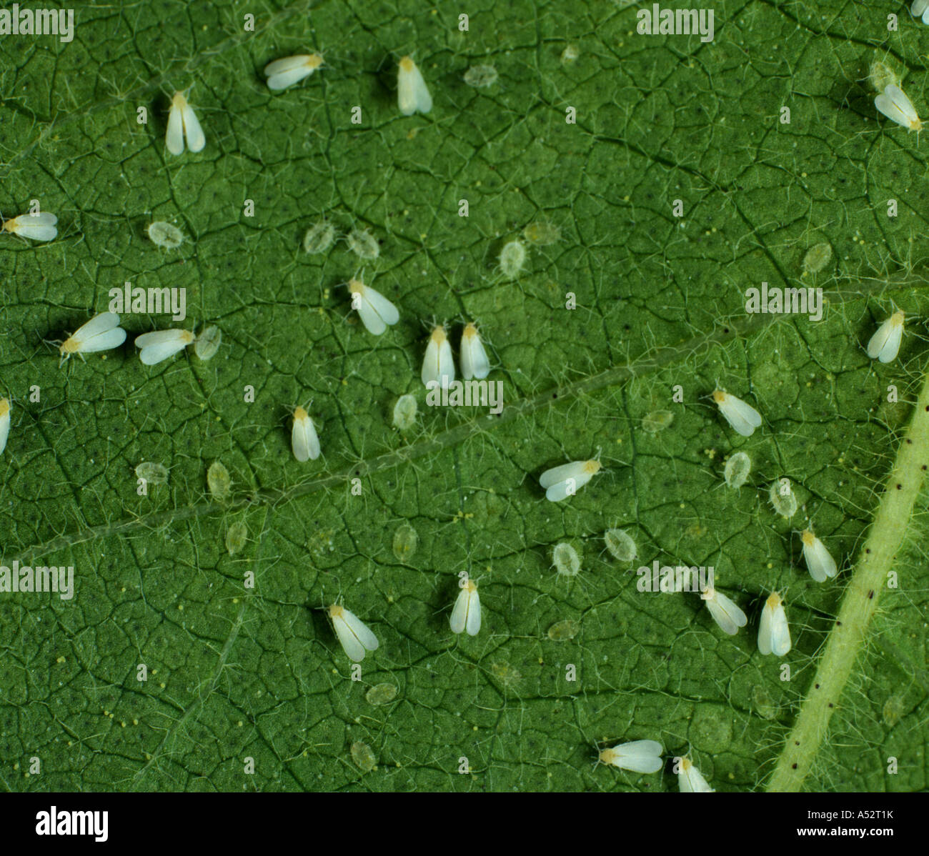 Cotton whitefly Bemisia tabaci adults and pupae on a cotton leaf ...