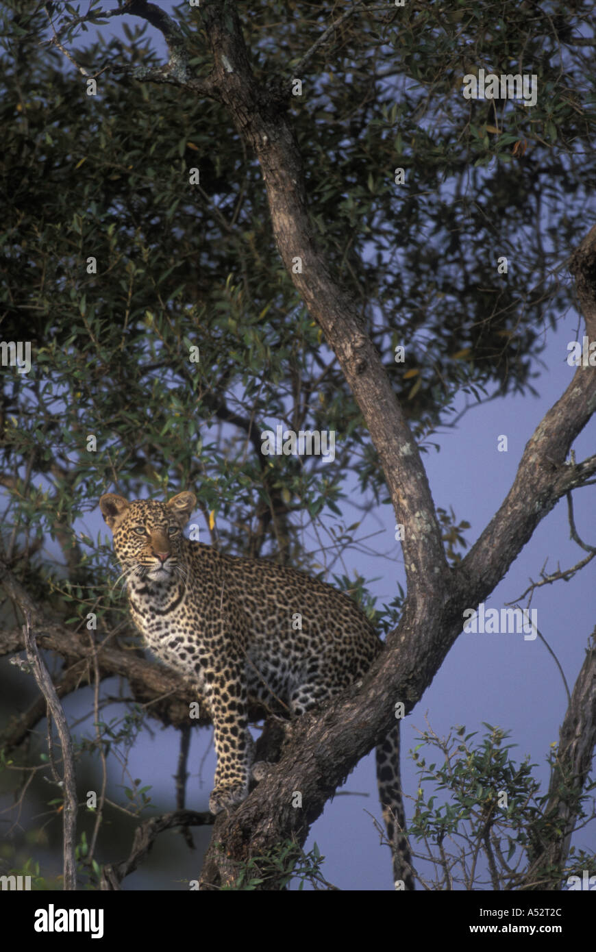 Leopard panthera pardus surveys hi-res stock photography and images - Alamy