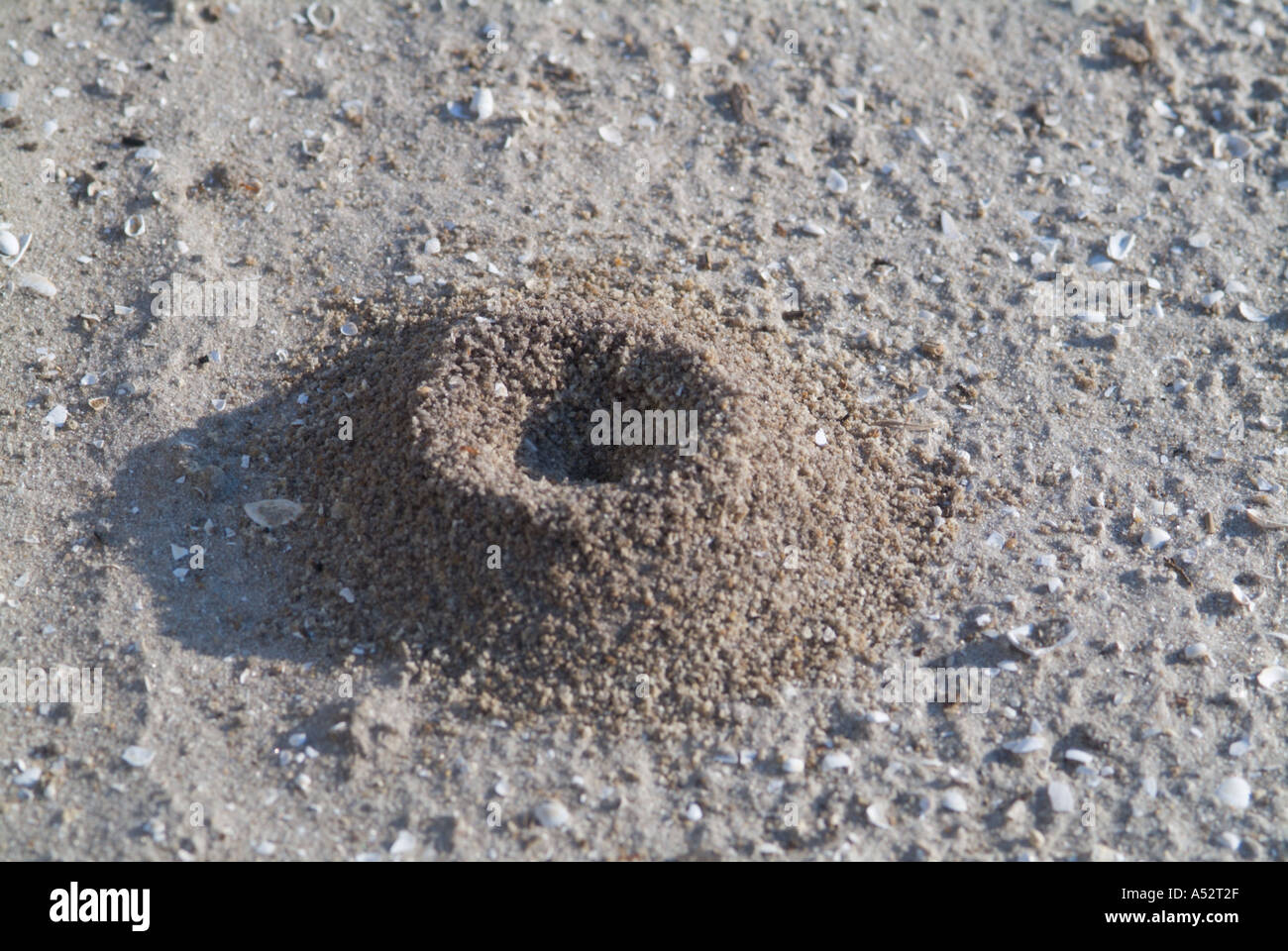 cone shaped ant hill insects bugs Stock Photo - Alamy
