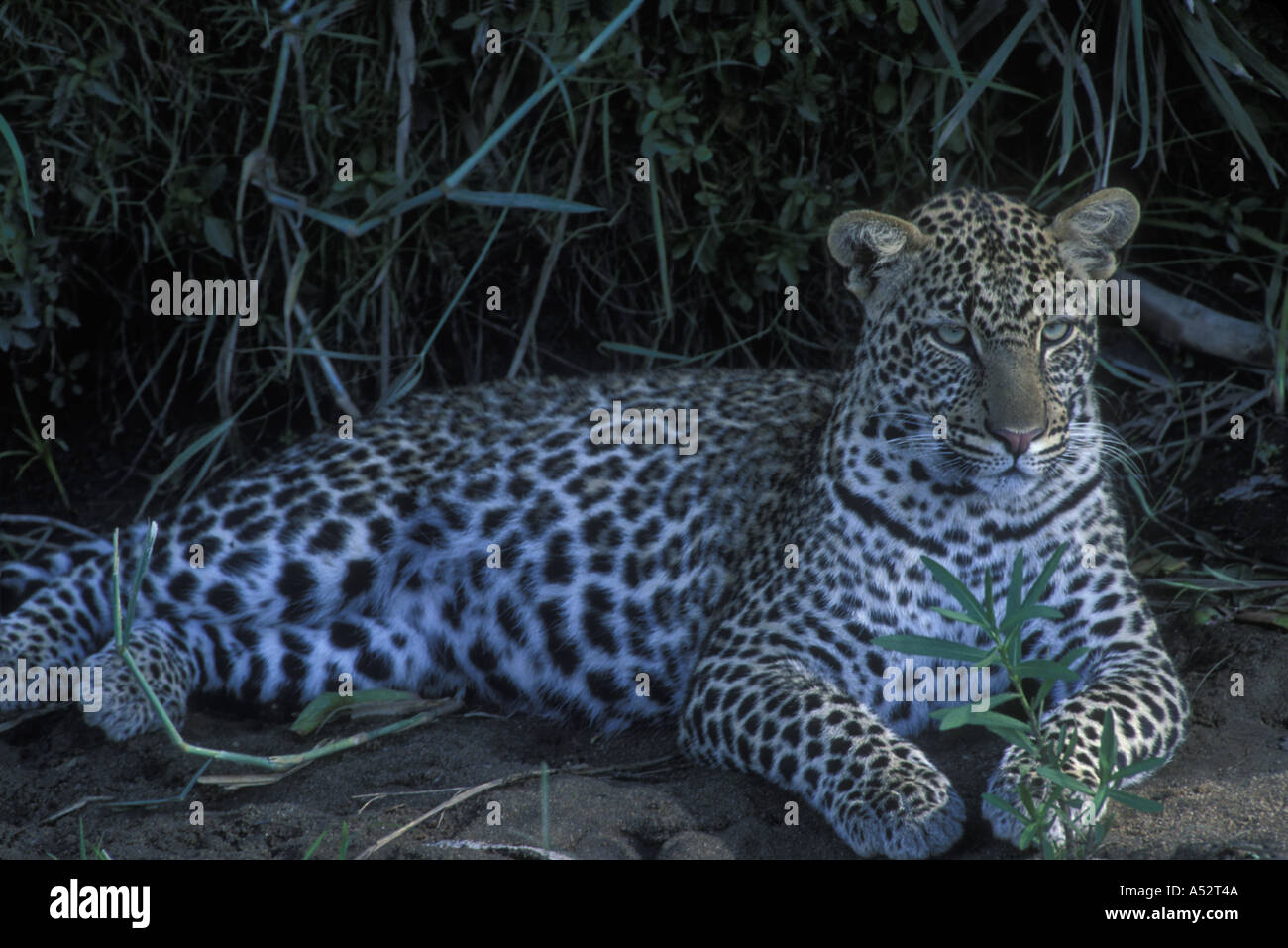 Adolescent leopard hi-res stock photography and images - Alamy