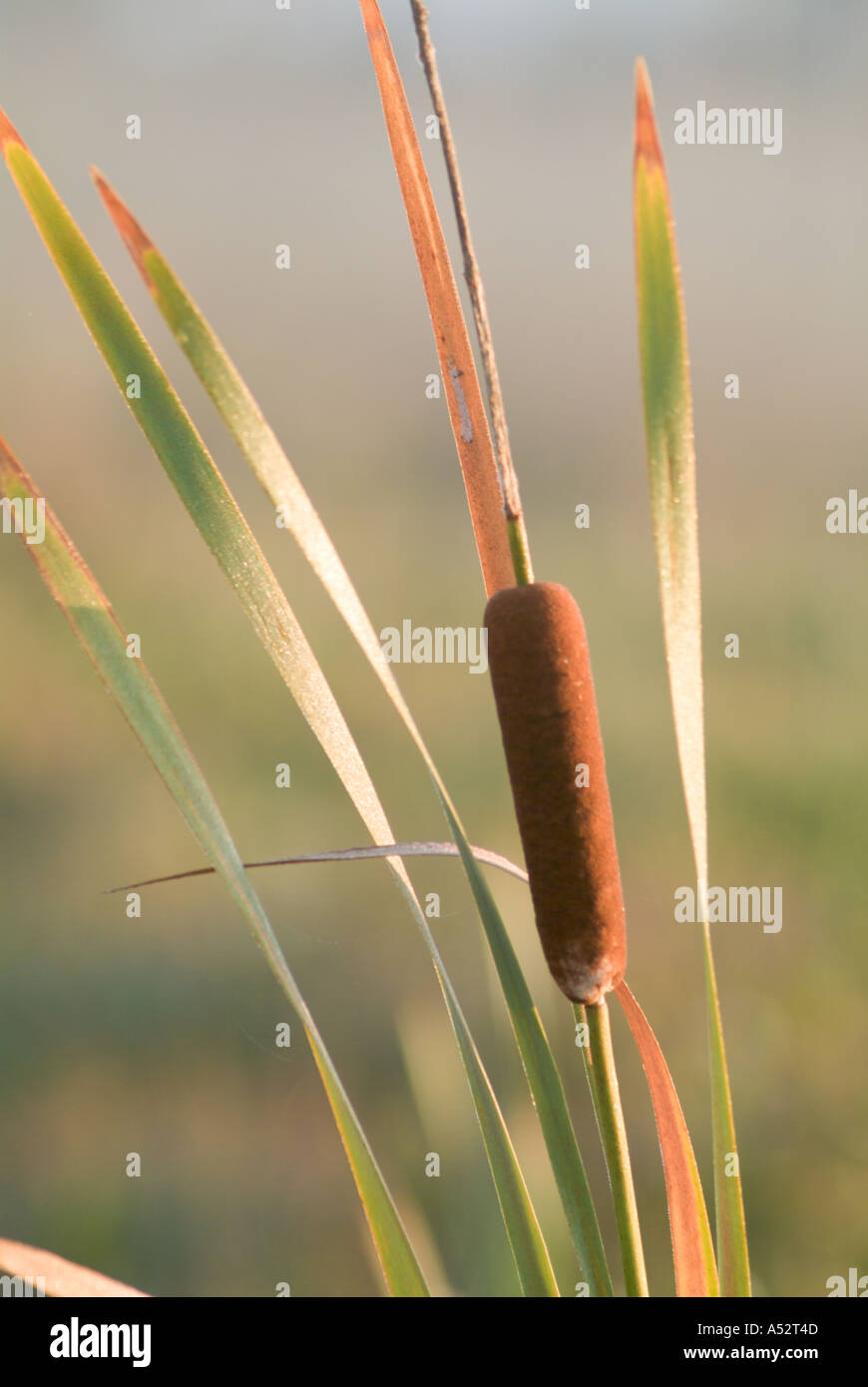 Southern cattail Typha domingensis DuPuis Management Area nature ...