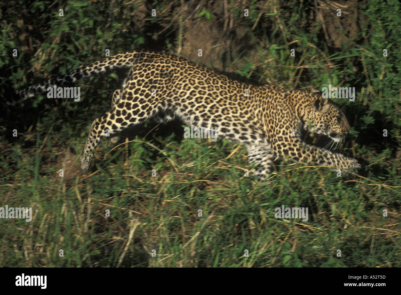 Adolescent leopard hi-res stock photography and images - Alamy