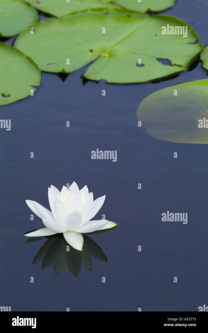 fragrant white water lily Nymphaea odorata flower flowers wetland ...
