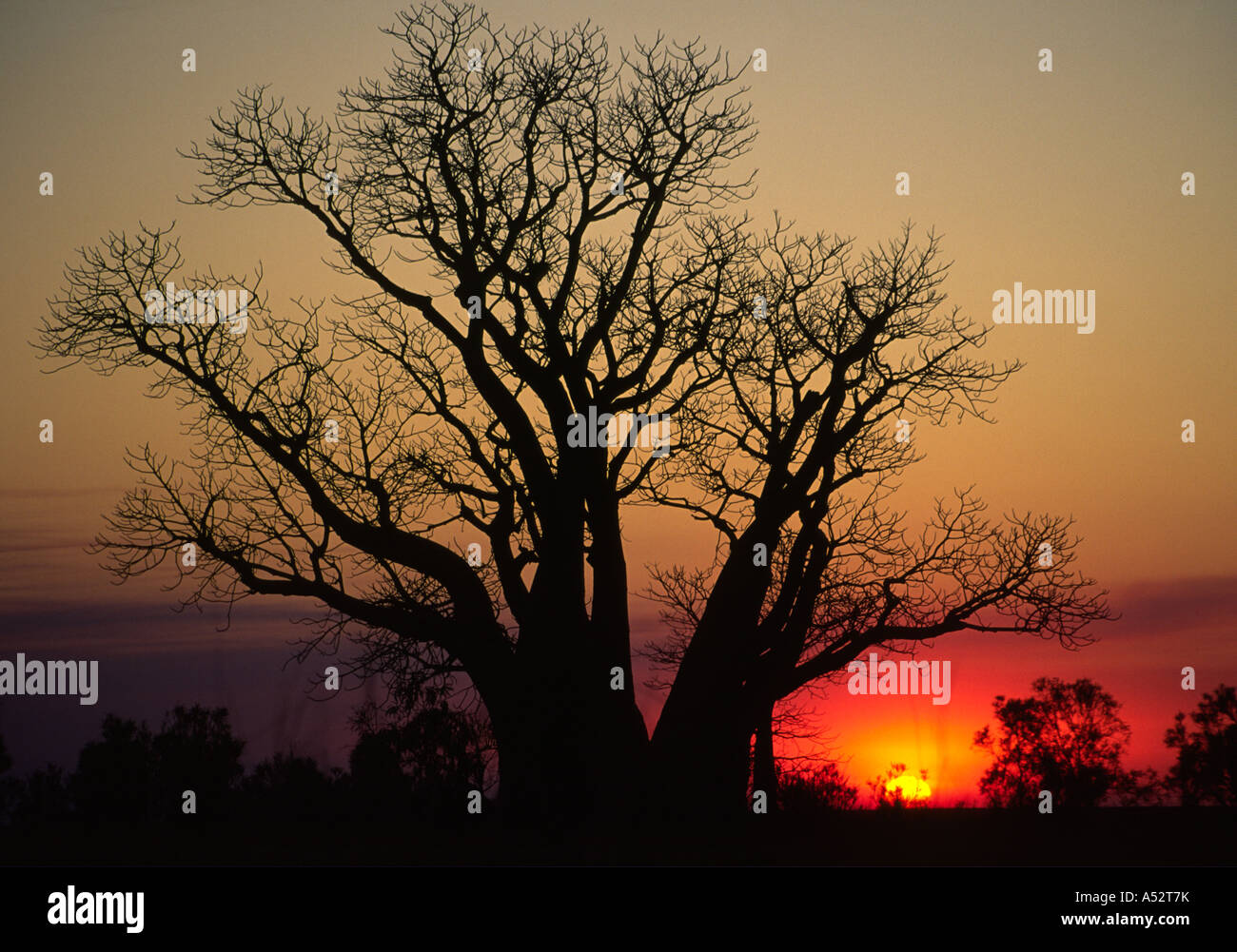 Silhouette of boab trees hi-res stock photography and images - Alamy