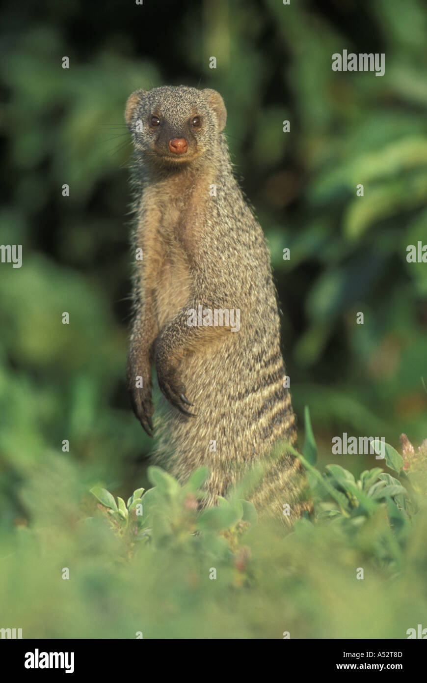 Mungo river hi-res stock photography and images - Alamy