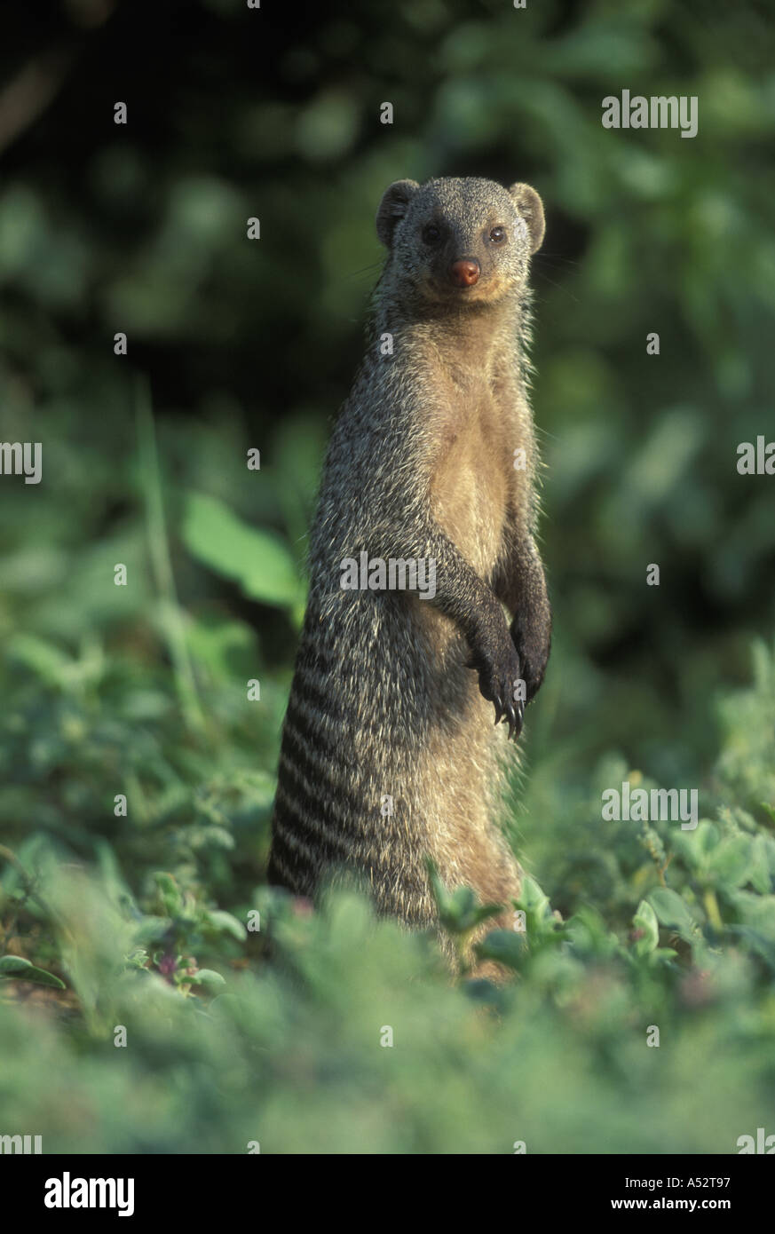 Botswana Chobe National Park Banded Mongoose Mungos mungo stands in ...