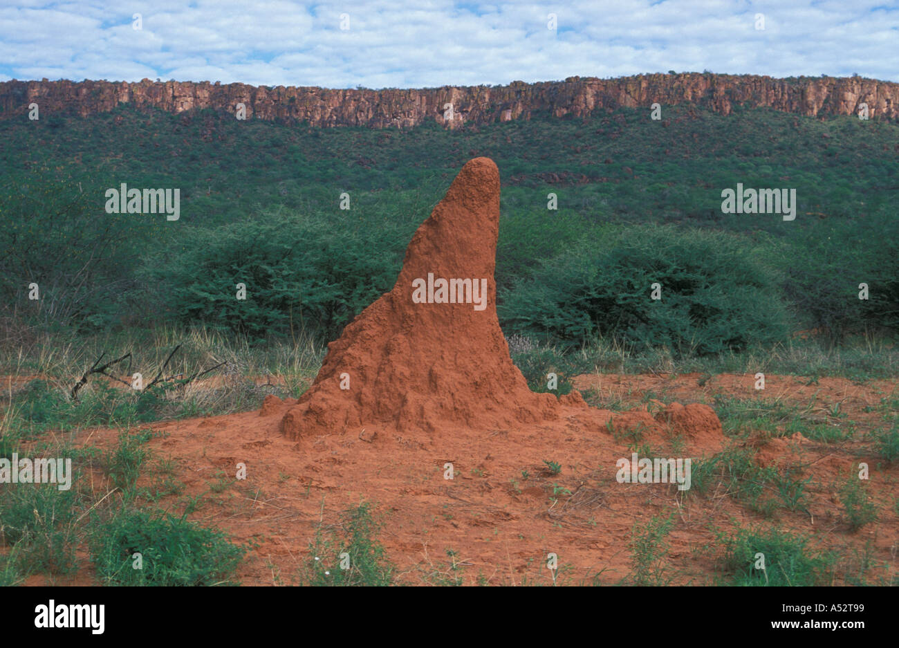 Termiten hi-res stock photography and images - Alamy