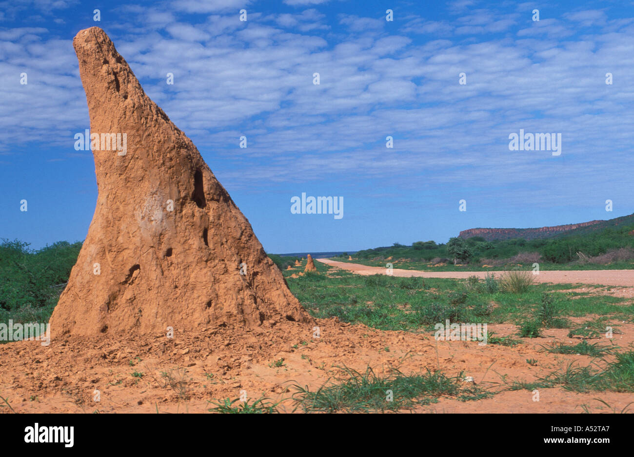 Termite hill Macrotermes michaelseni bent NW along road south of ...