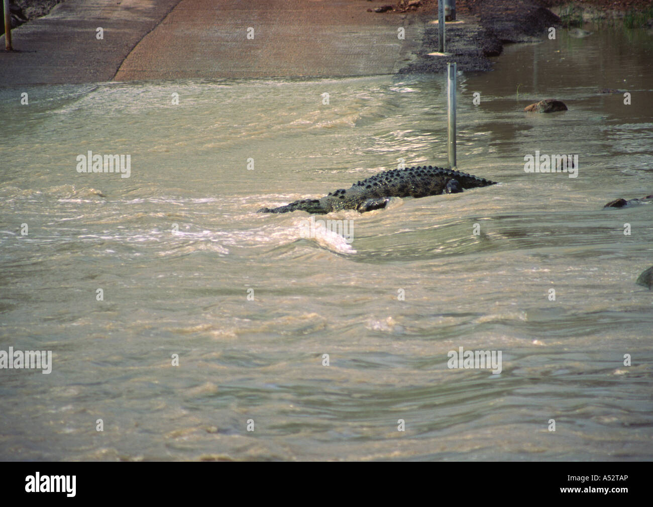 Saltwater crocodile cahills crossing hi-res stock photography and ...