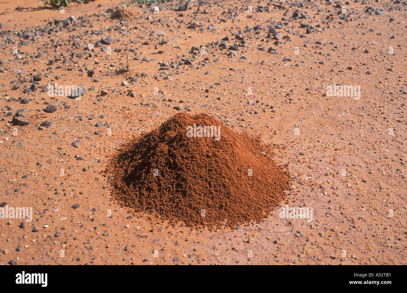 Sand hill built overnight by termites angravel road at Waterberg ...