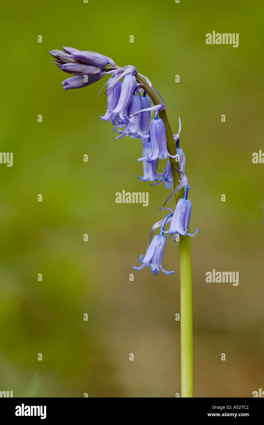 Bluebell Hyacinthoides non-scriptus Single flower against diffused ...