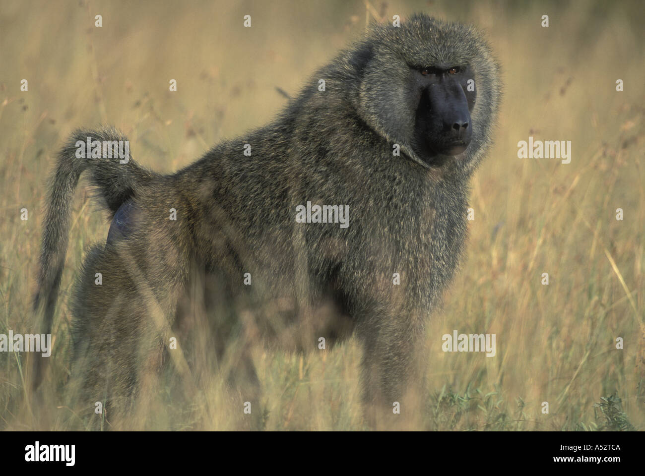 Side view of yellow baboon hi-res stock photography and images - Alamy