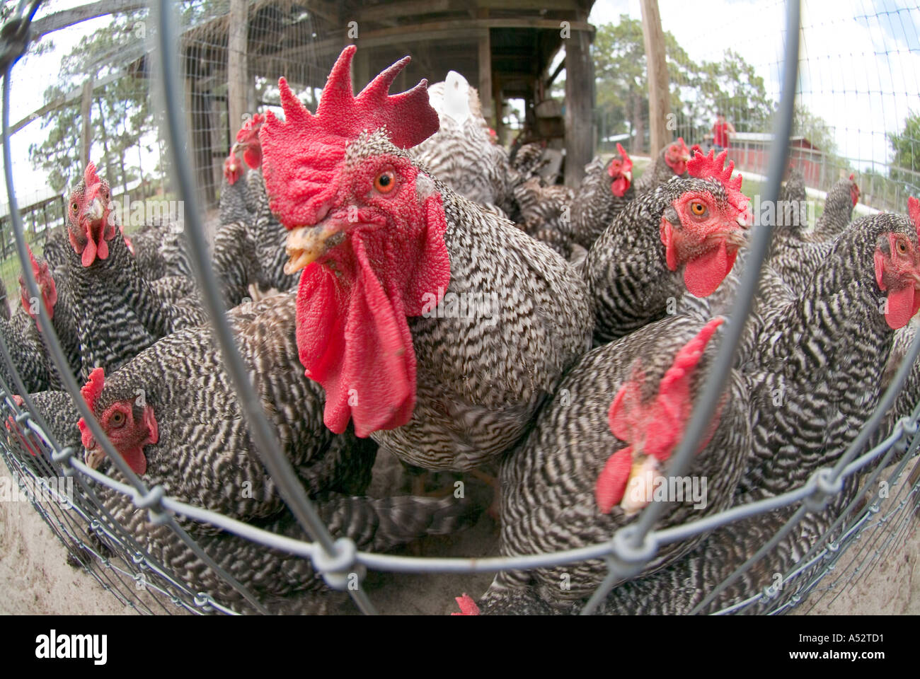 chickens farming farm animals Stock Photo - Alamy