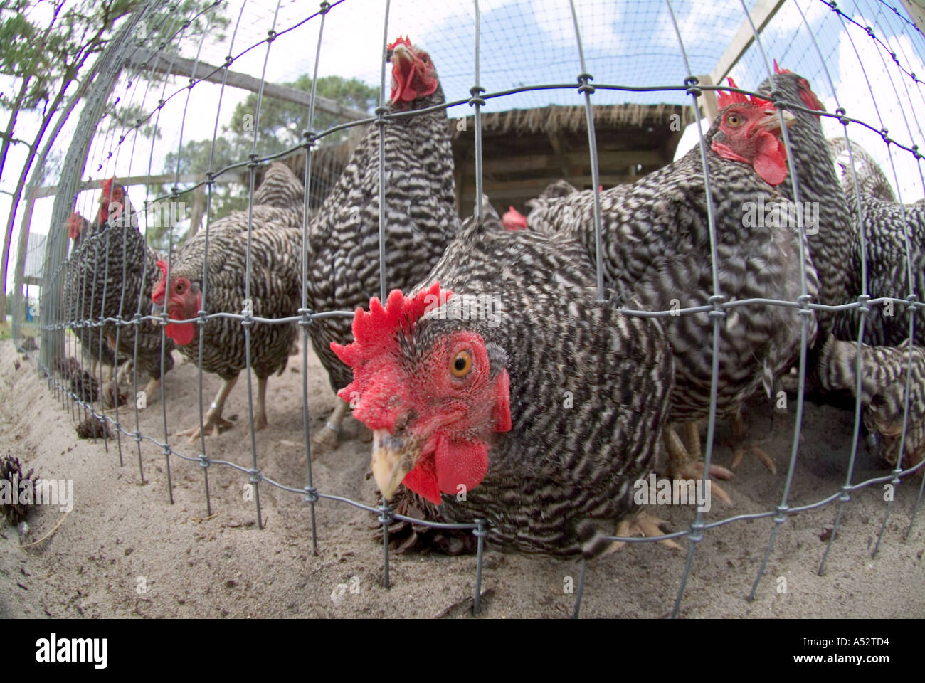 chickens farming farm animals Stock Photo - Alamy