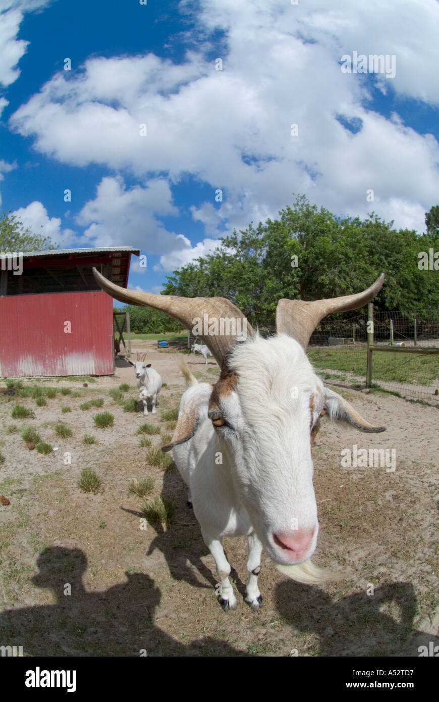 goat farming farm animals Stock Photo - Alamy