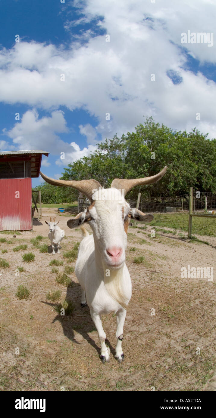 goat farming farm animals Stock Photo - Alamy
