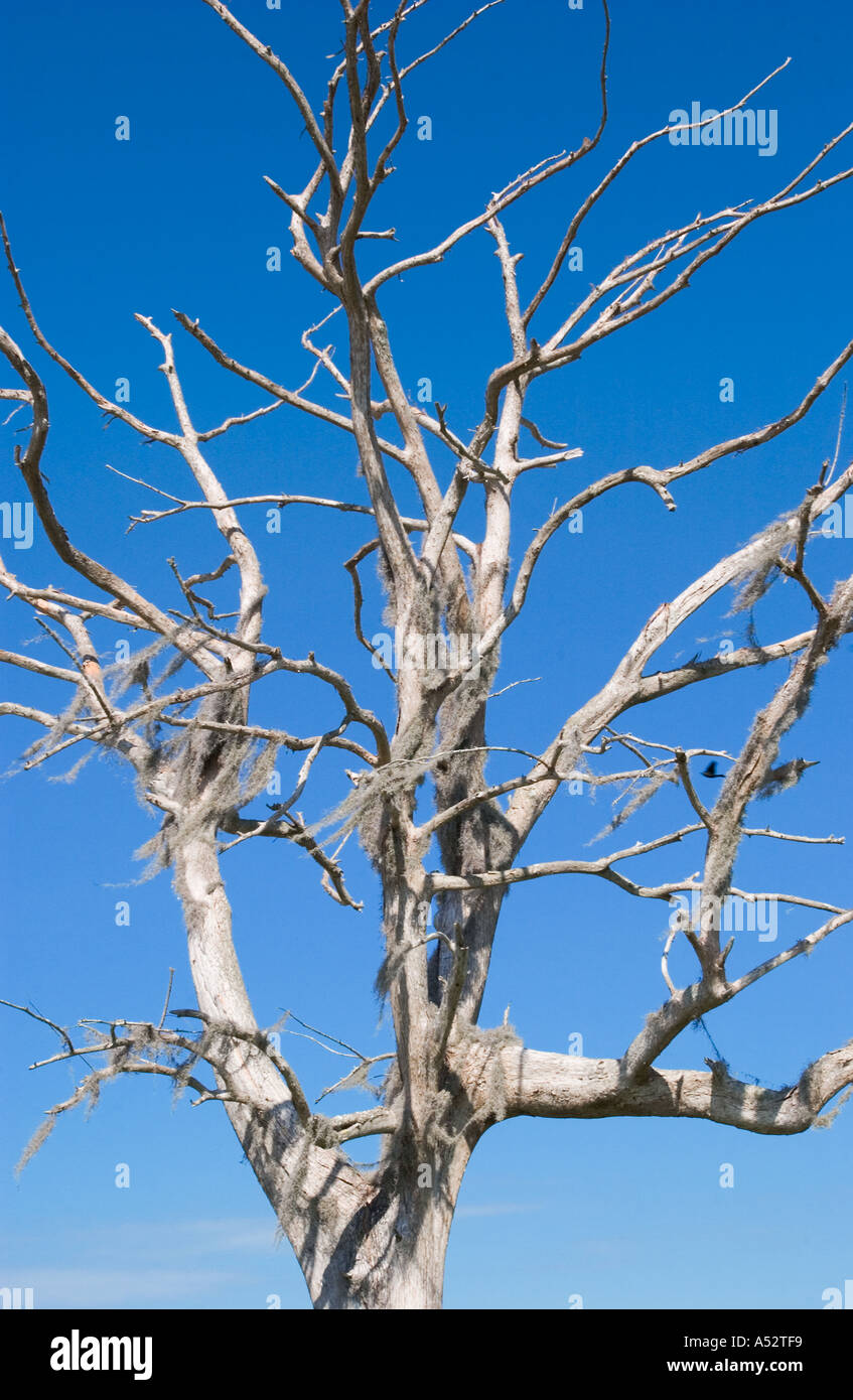 dead tree trees stark branches Stock Photo - Alamy