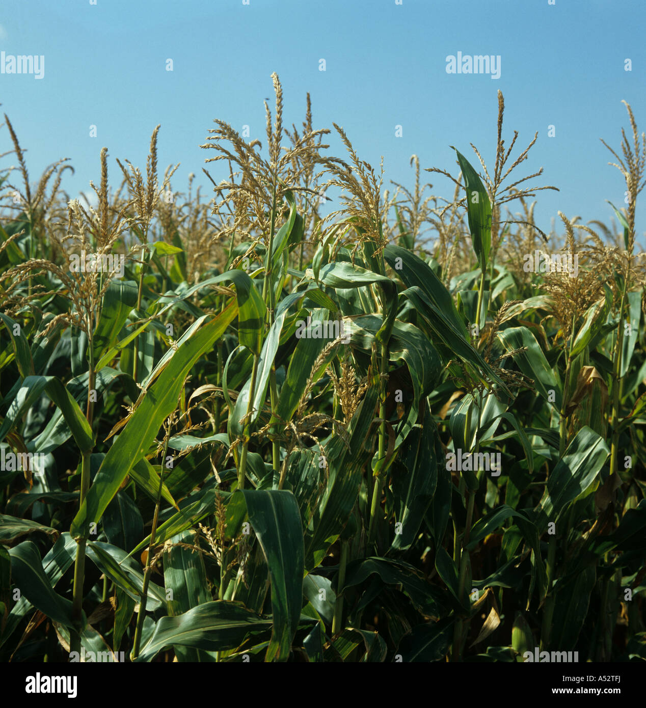 Male tassels flowers on maturing maize Zea mays crop Stock Photo - Alamy