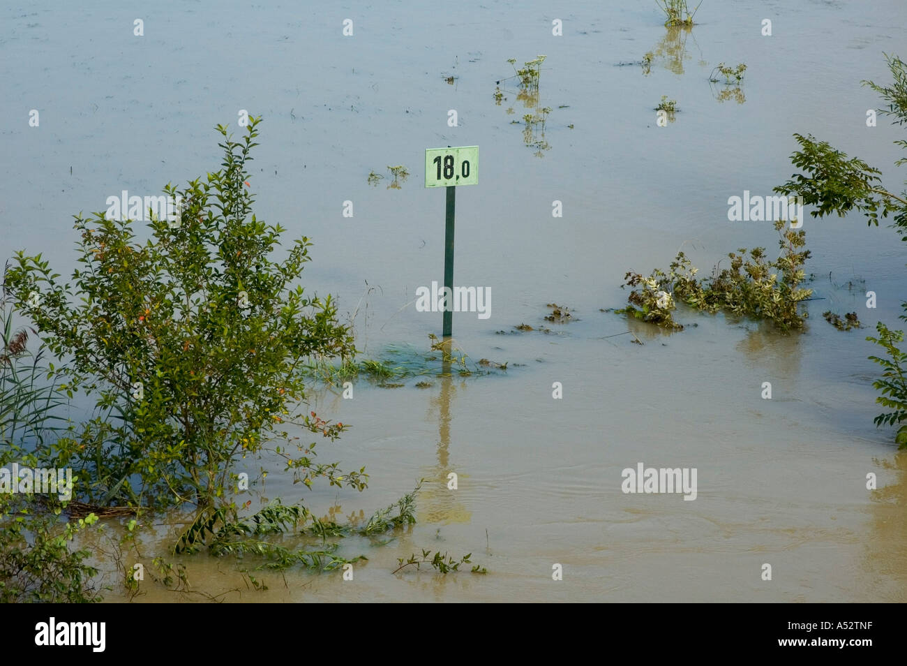 Flooding trees under water Stock Photo - Alamy