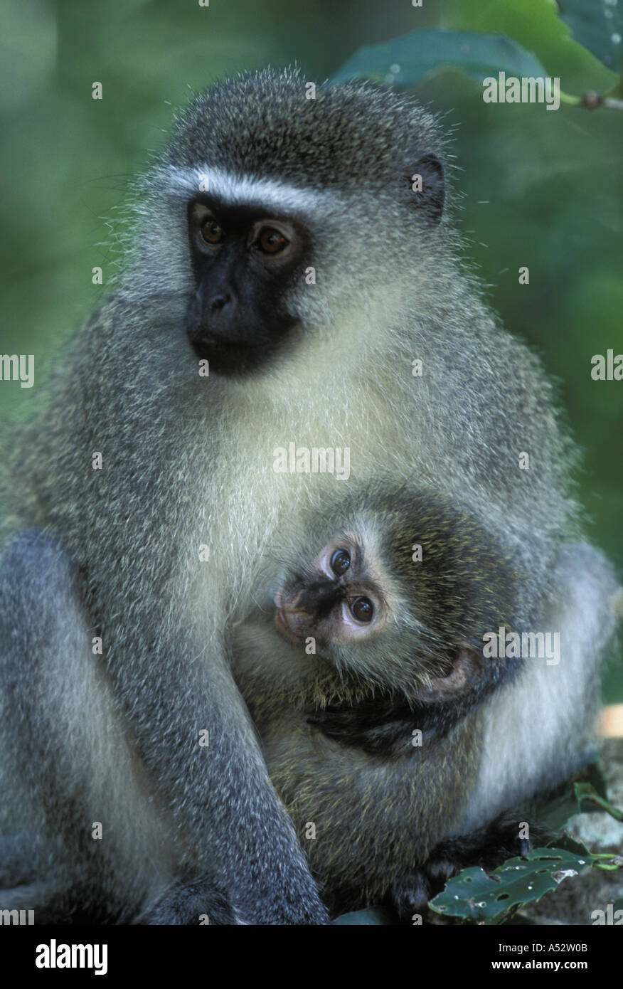 South Africa Tsitsikamma Nat l Park Vervet Monkey Cercopithecus ...