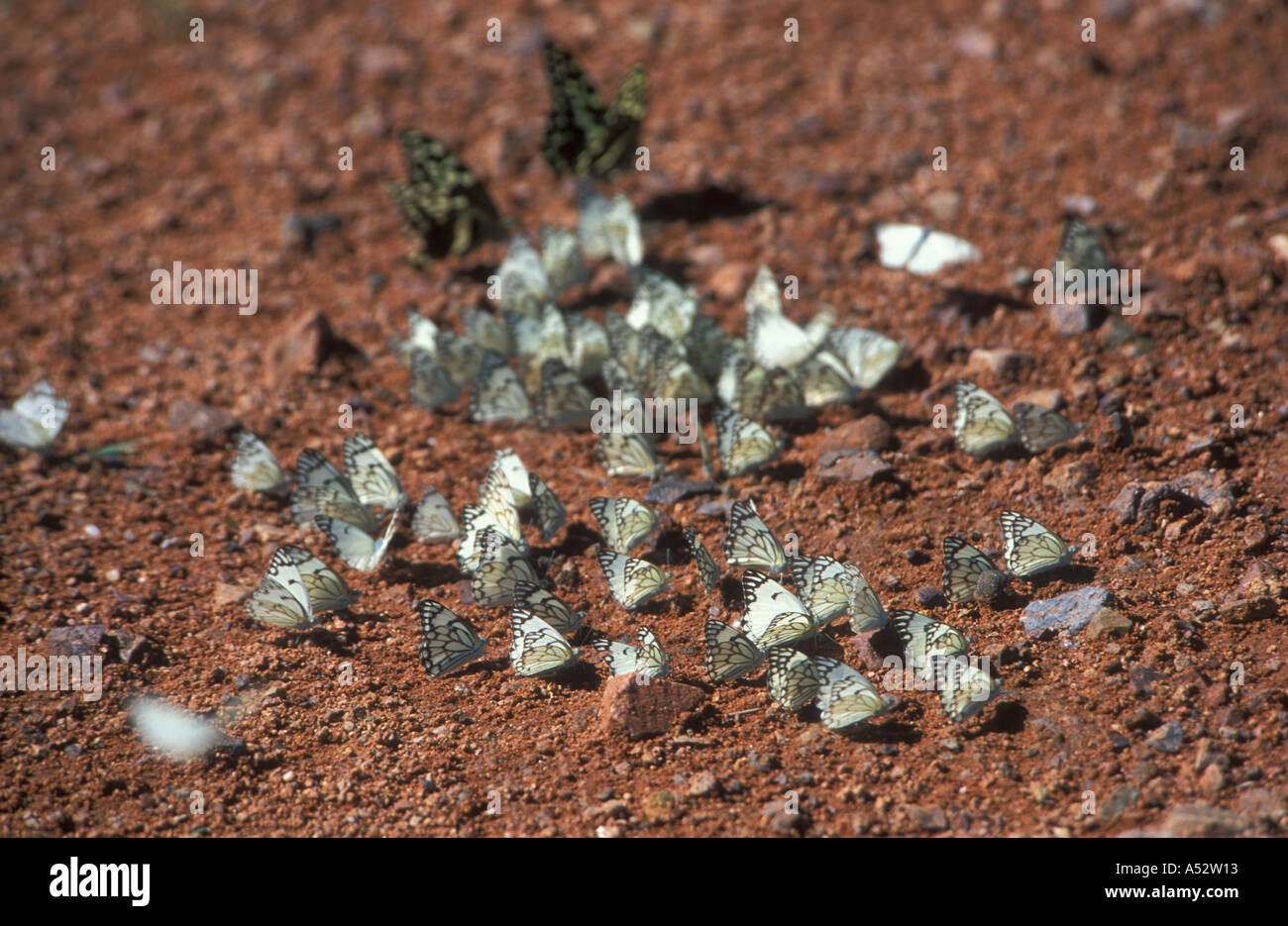 Tree nymph butterfly swarm Idea leucocone nymphalidae Namib desert ...