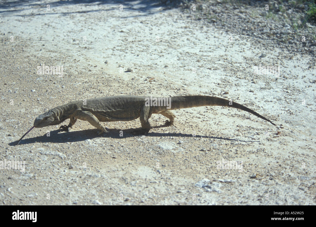Lizard stretching tongue out to catch insect Etosha National park ...