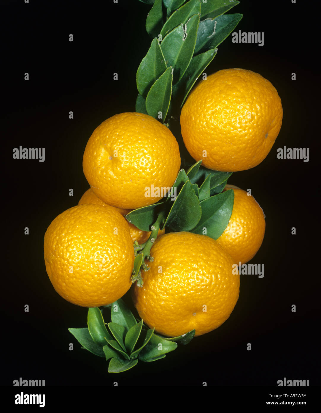 Chinotto or myrtle leaved orange fruit leaves of a citrus rootstock ...