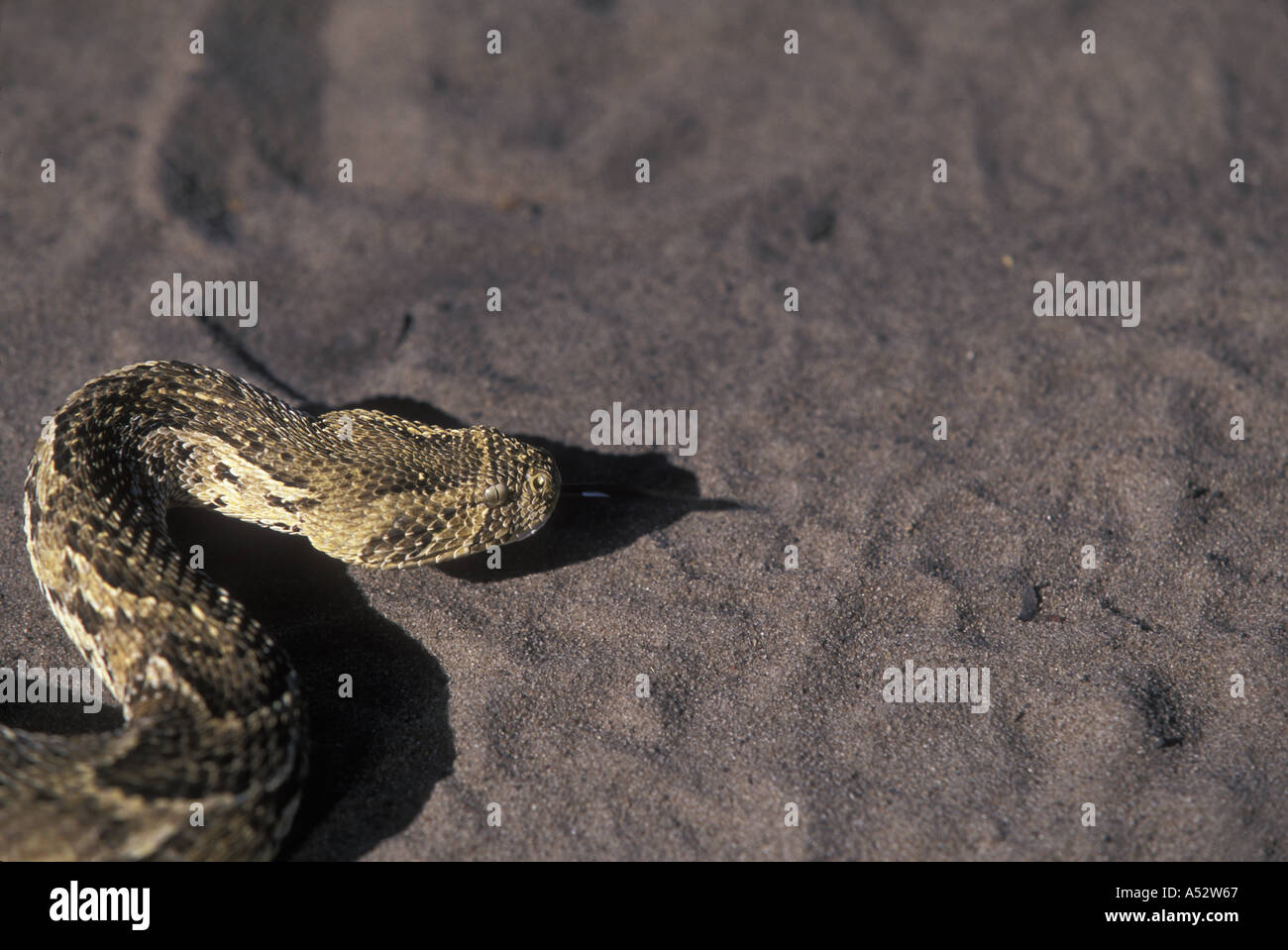 Botswana Chobe National Park Puff Adder Snake Bitis arietans crawls ...