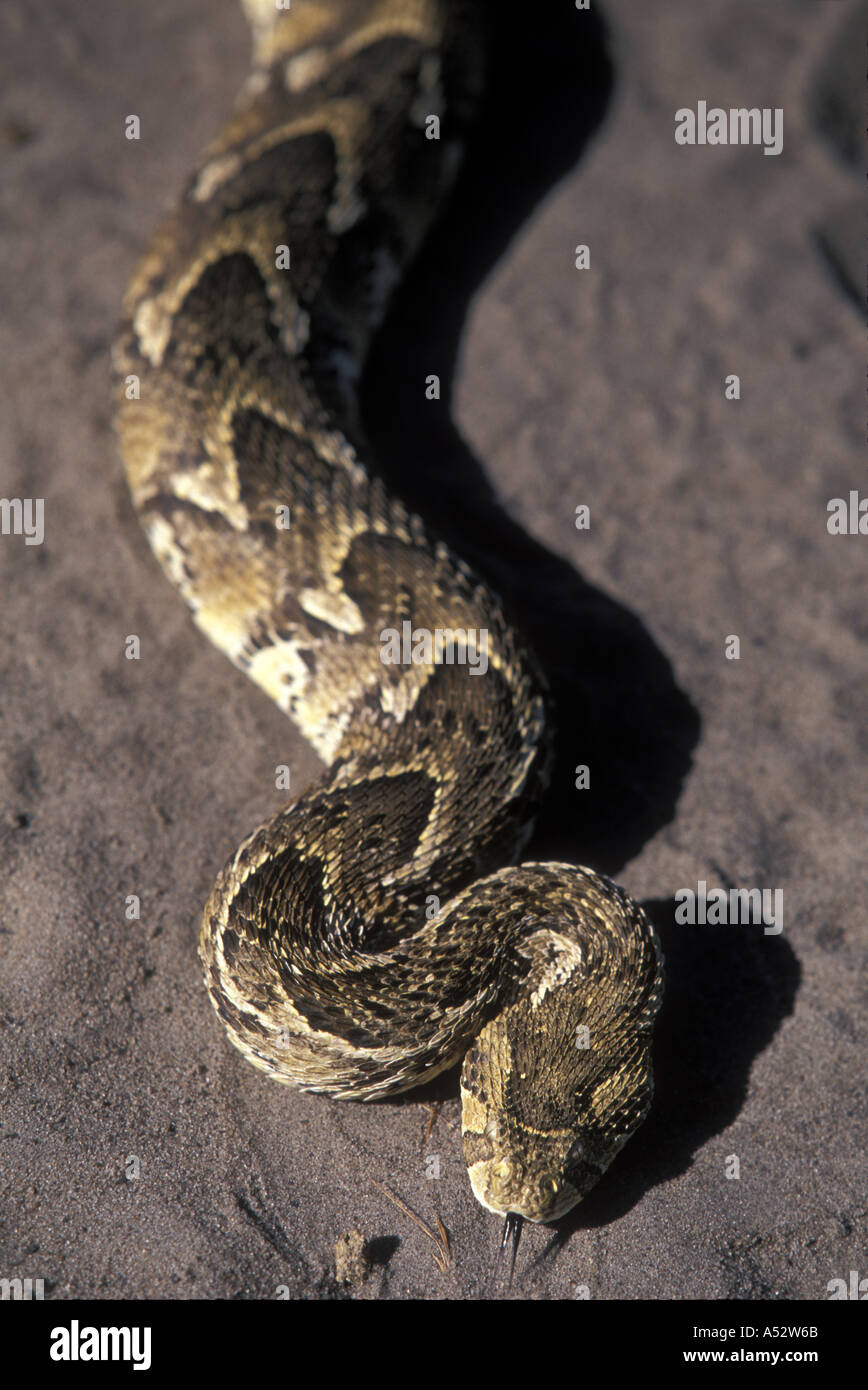 Botswana Chobe National Park Puff Adder Snake Bitis arietans crawls ...