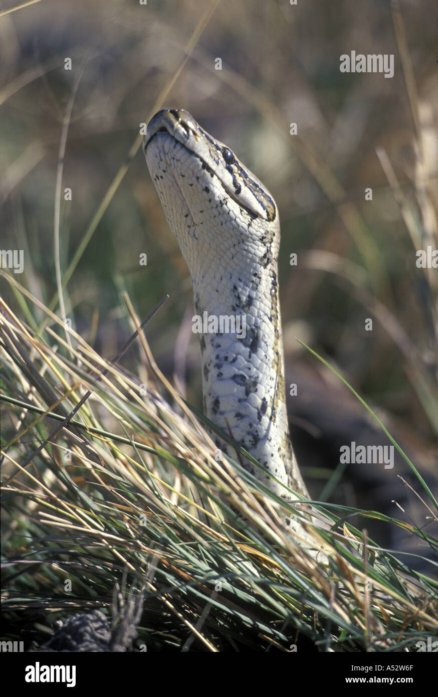 African rock python kenya hi-res stock photography and images - Alamy