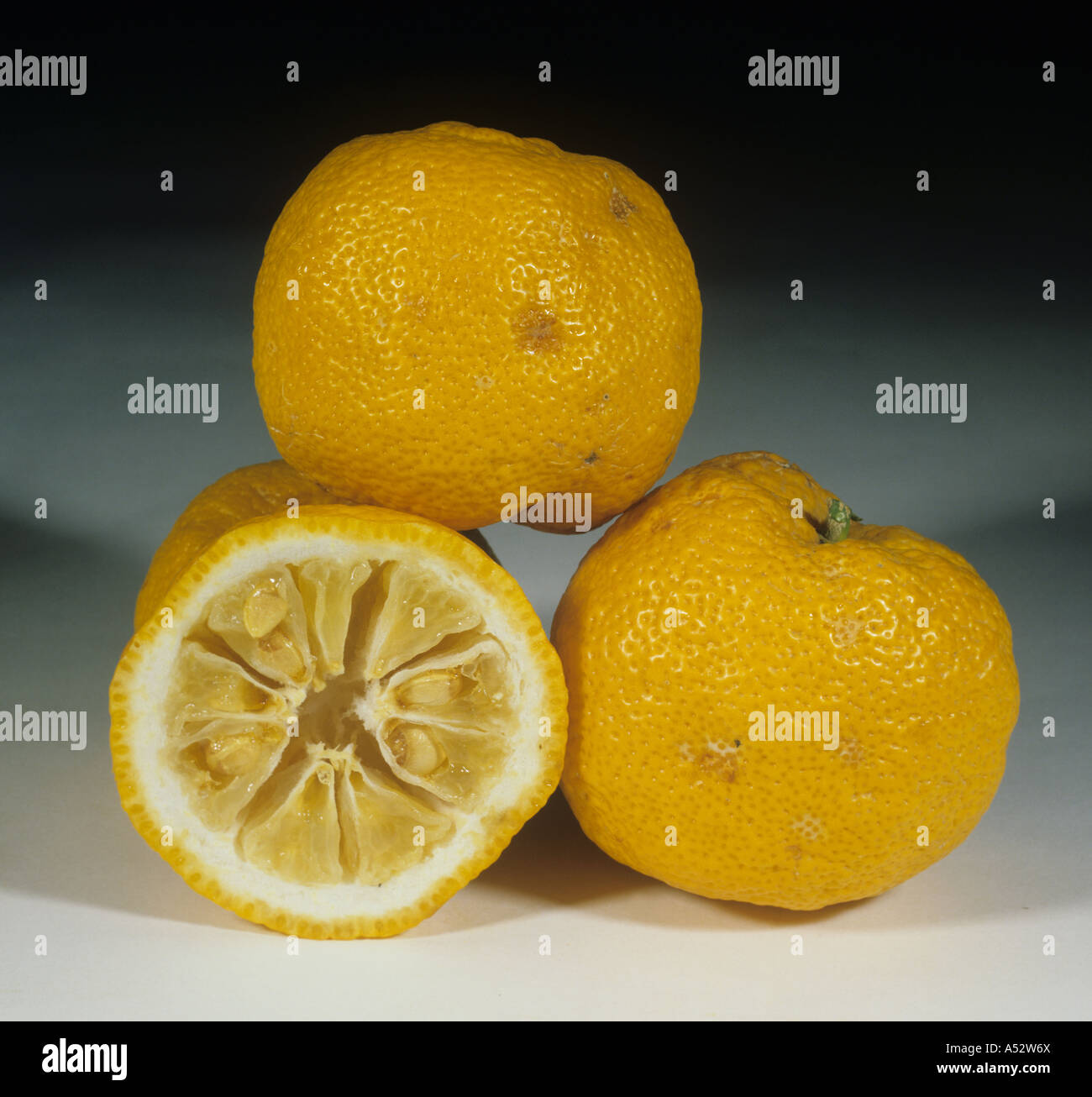 Whole sectioned fruit from citrus rootstock tree Citrus junos variety ...