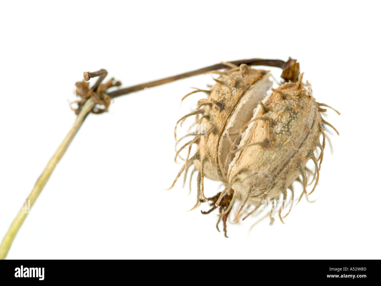 castor bean Ricinus communis seed pods Florida invasive exotic plant ...