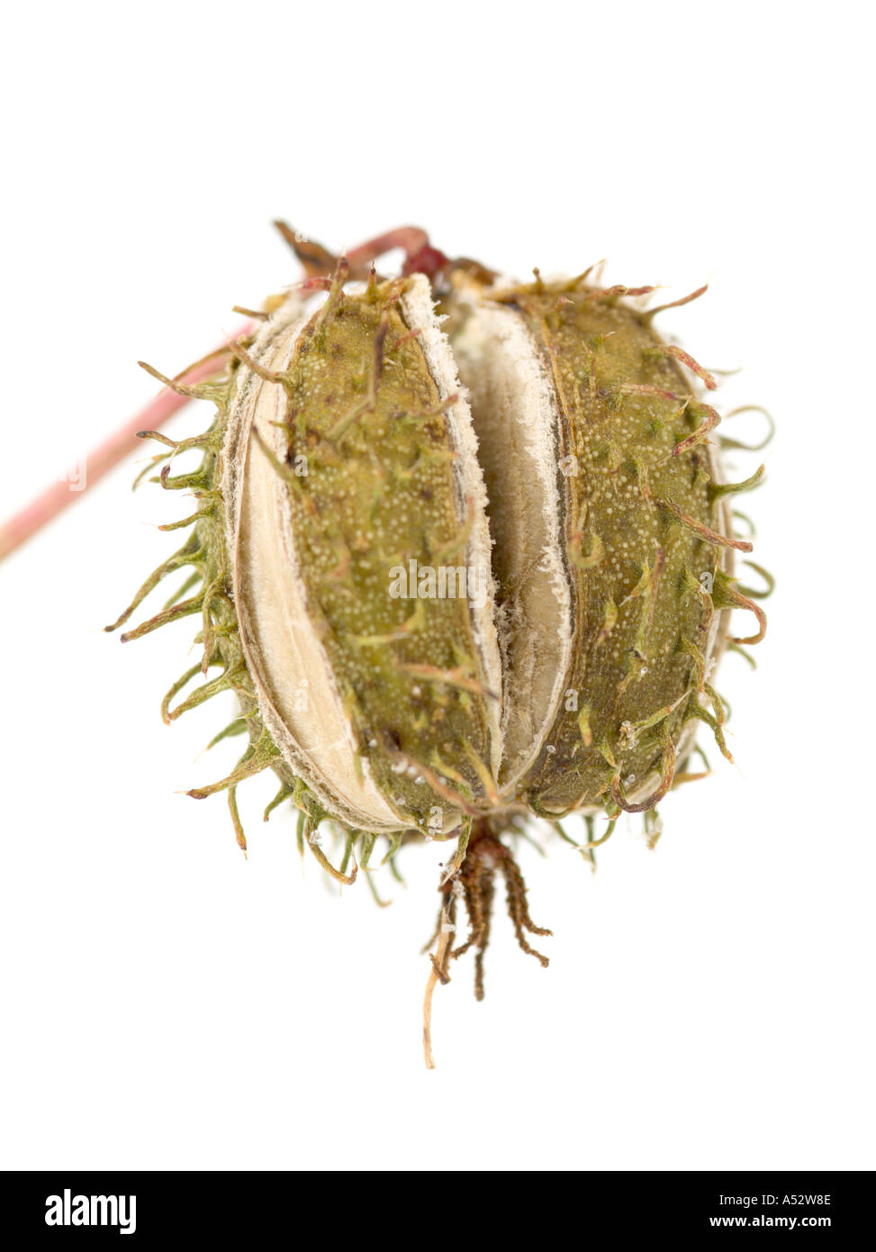 castor bean Ricinus communis seed pods Florida invasive exotic plant ...