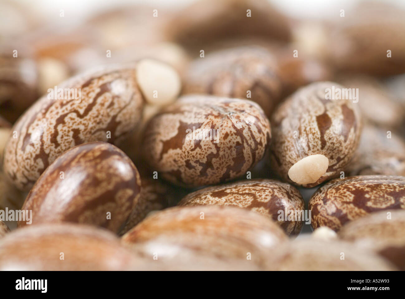 castor bean Ricinus communis seeds Florida invasive exotic plant Stock ...