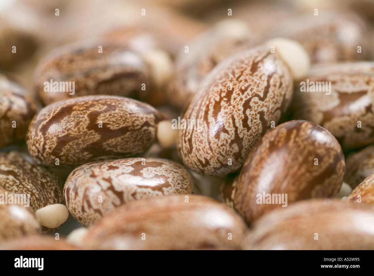 castor bean Ricinus communis seeds Florida invasive exotic plant Stock ...